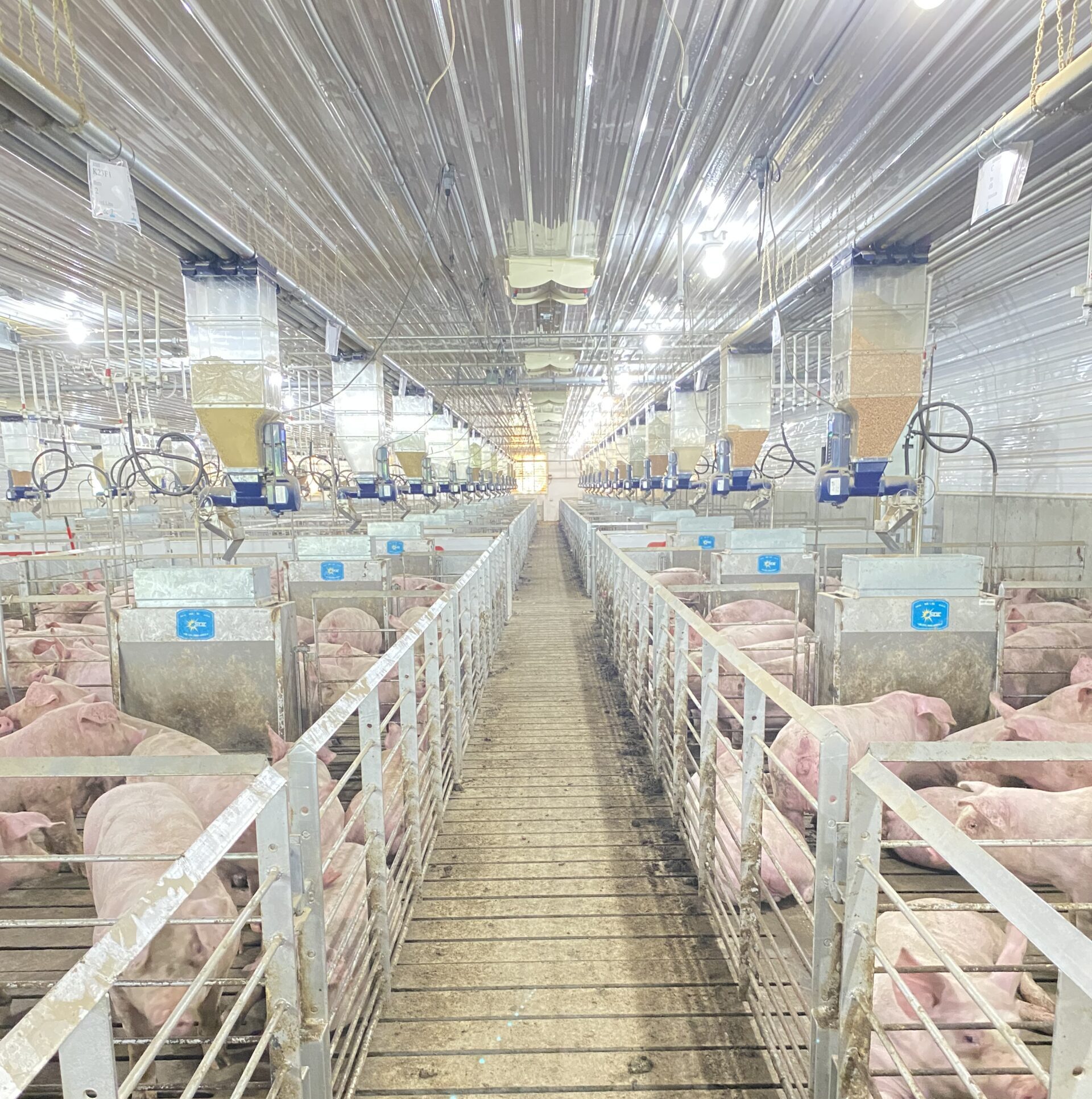 Swine Nutrition | Kalmbach Nutritional Services (KNS)